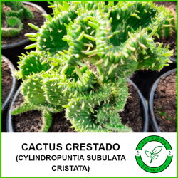 Cactus Crestado (Cylindropuntia Subulata Cristata) - COD: 309