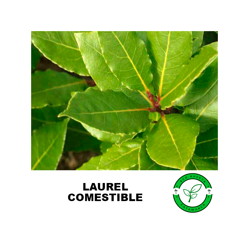 Laurel Comestible