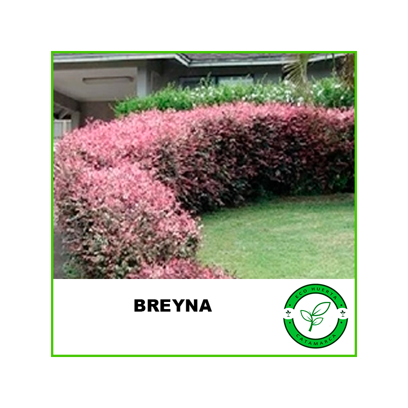 Breyna
