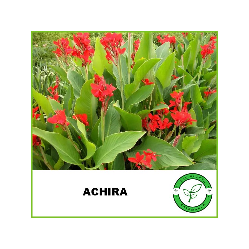 Achira